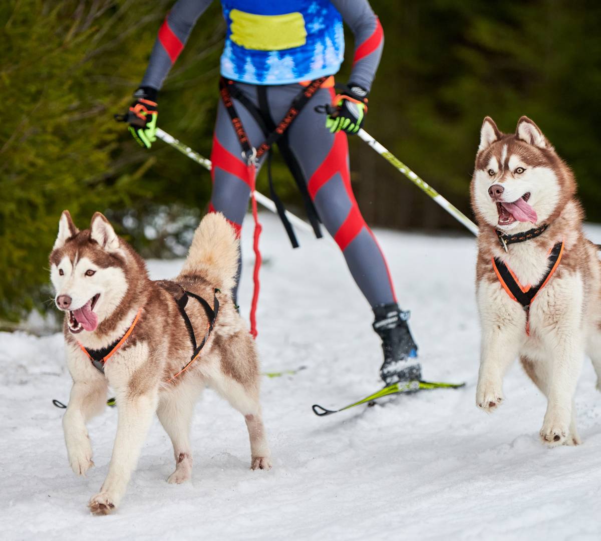 Dog Lover | Skijor - the Winter sport for active dog lovers ...