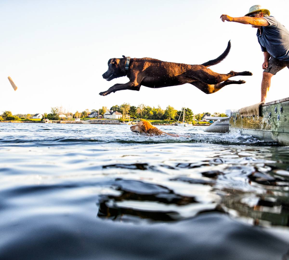 Dog Water Sports | What is Dog Dock Diving? | DoggyLoveandMore Blog